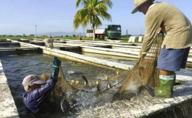 FIS - Worldnews in Brief - IN BRIEF - Vietnamese aquaculture project enters Cuba in the third ...